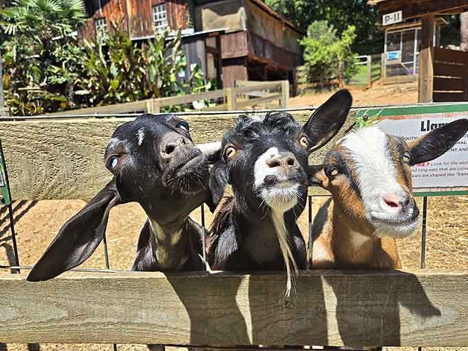 Three goats posing together like they're about to drop the hottest barnyard album of the year.