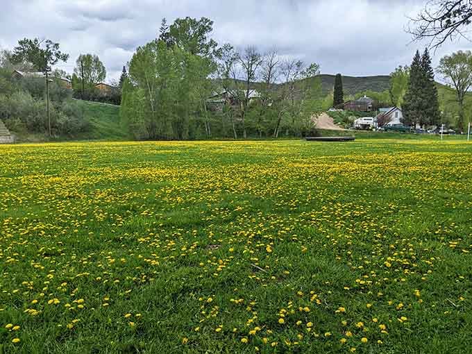 Decker Park's dandelion-dotted field is where spring shows off, turning ordinary grass into a yellow carpet of possibility.