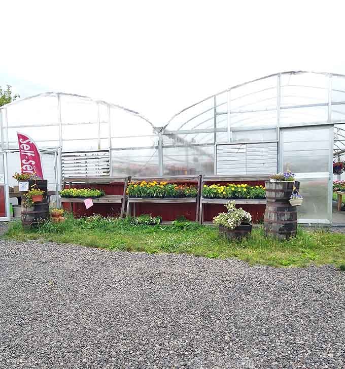 Greenhouse tunnels promise fresh growing seasons where dedicated gardeners coax life from mountain soil with patient, practiced hands.