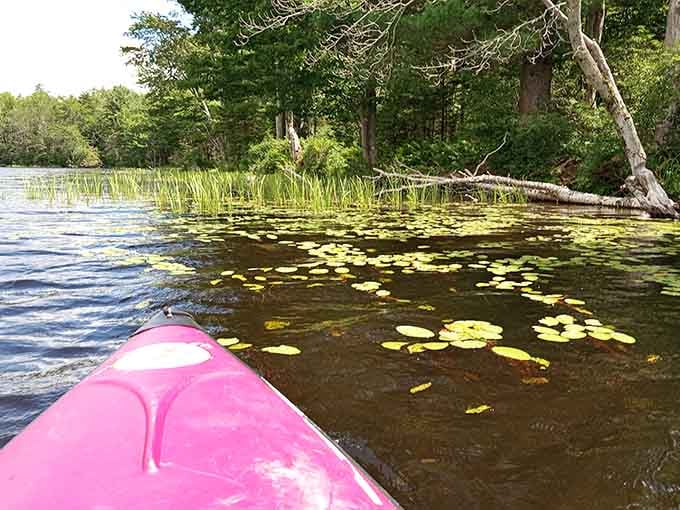 Paddling through lily pads in your pink kayak, living your best Thoreau-meets-Instagram life out here.