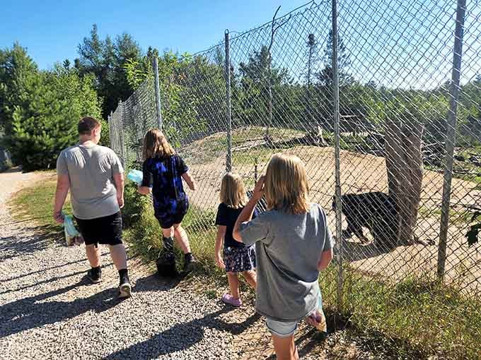 Visitors line the fence to observe bears in their habitat, experiencing wildlife education that beats any television documentary.