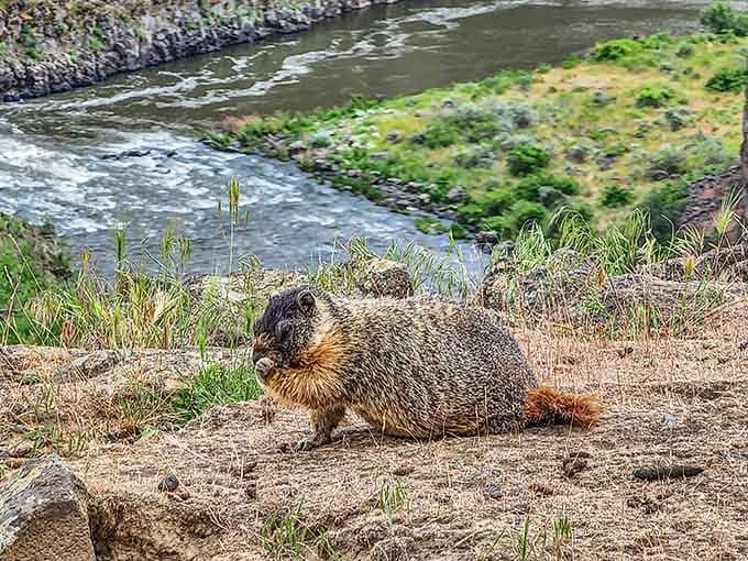 A yellow-bellied marmot living its best life on the canyon rim, completely unbothered by the spectacular view behind it.