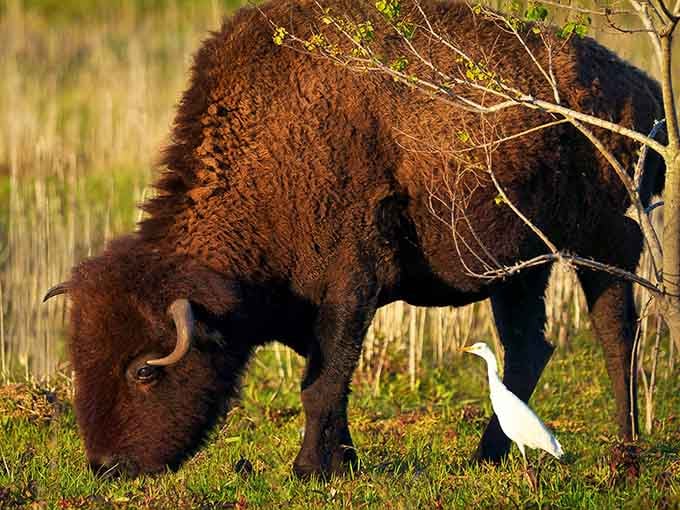 Unlikely friends sharing space: one thousand-pound bison, one elegant egret, and infinite Florida charm on display.
