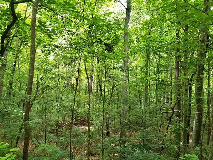 Dense forest flanks the trail, creating that rare commodity in modern life: genuine peace and quiet without a subscription fee.