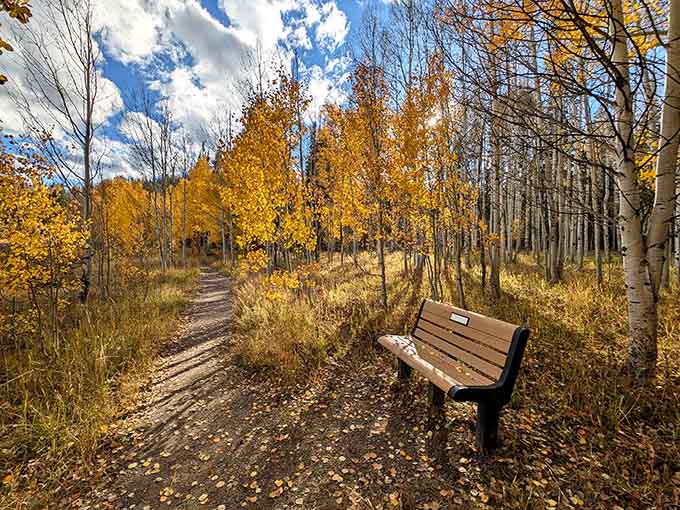 Autumn trails lined with golden aspens, proving that nature's interior decorator has impeccable taste and unlimited budget.