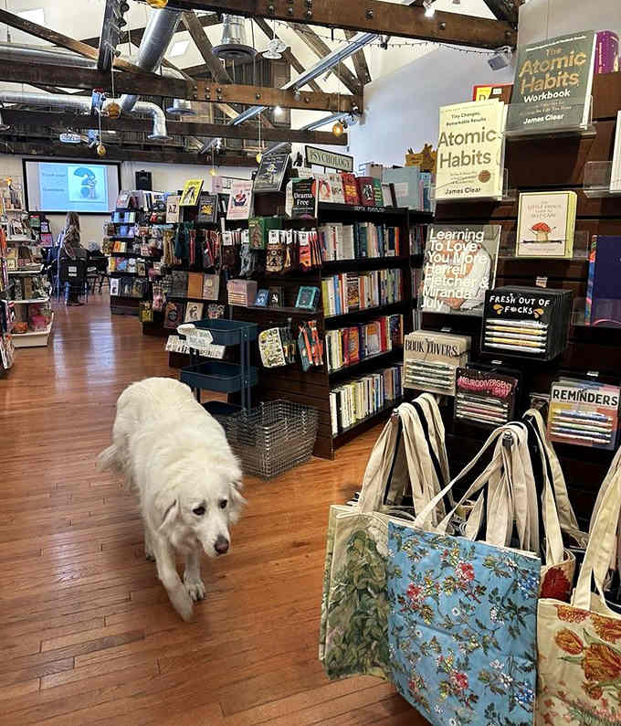 That fluffy white dog knows what's up, this bookstore welcomes all creatures who appreciate a good story.