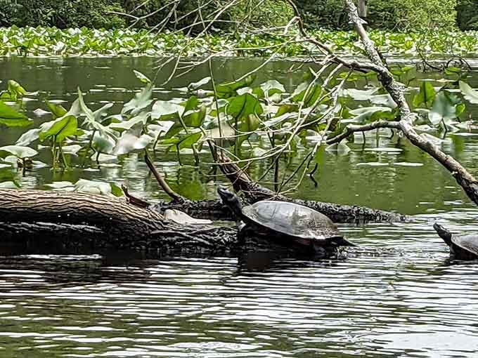 Turtles sunbathe on fallen logs, living their best life in waters humans only visit temporarily.