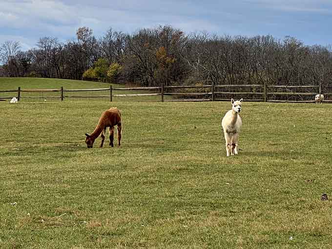 Alpacas and goats share the expansive pastures, creating an unlikely friendship that's absolutely heartwarming to witness.