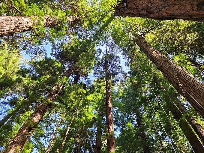 Looking up through the canopy, you finally understand what all those nature documentaries were going on about.