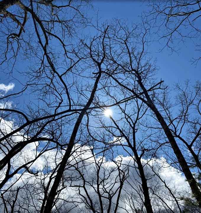 Looking up through bare branches at blue sky reminds you that every season has its own particular magic.
