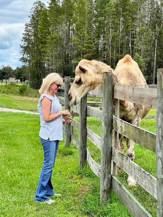 That smile says it all, feeding a camel in Florida is exactly as delightful and surreal as it sounds.
