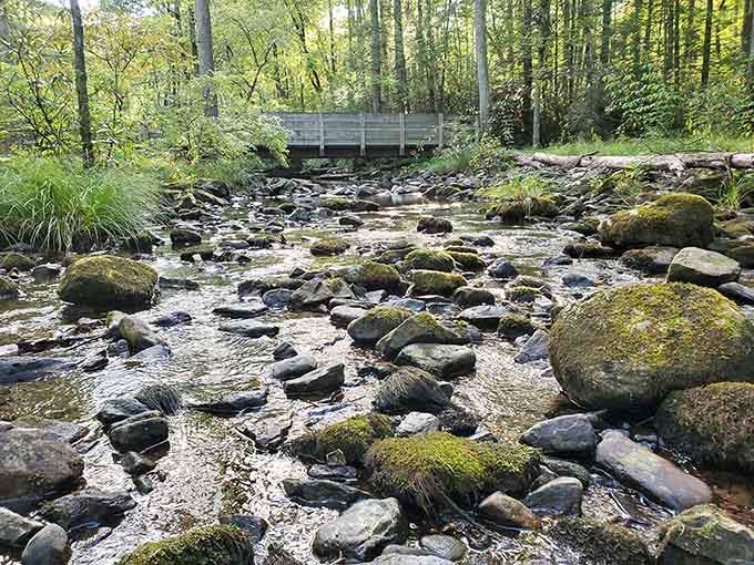 Moss-covered rocks tell stories of countless seasons, each one adding another layer of natural beauty.