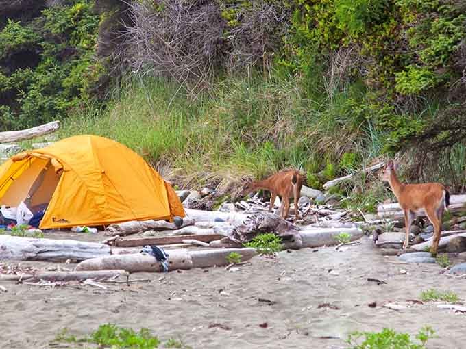 Wildlife encounters add an extra layer of magic to an already unforgettable beach camping experience here.
