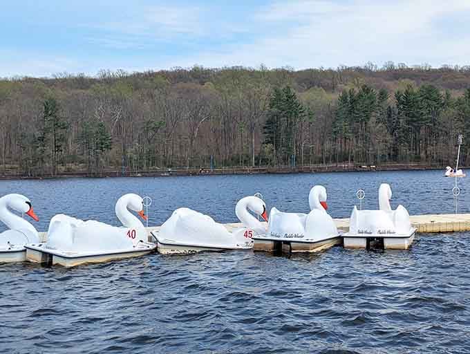 Swan-shaped paddle boats line the dock, ready to carry families across the water for old-fashioned summertime fun.
