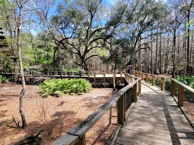 Wooden boardwalks wind through the forest like nature's own highway system, just much more peaceful.