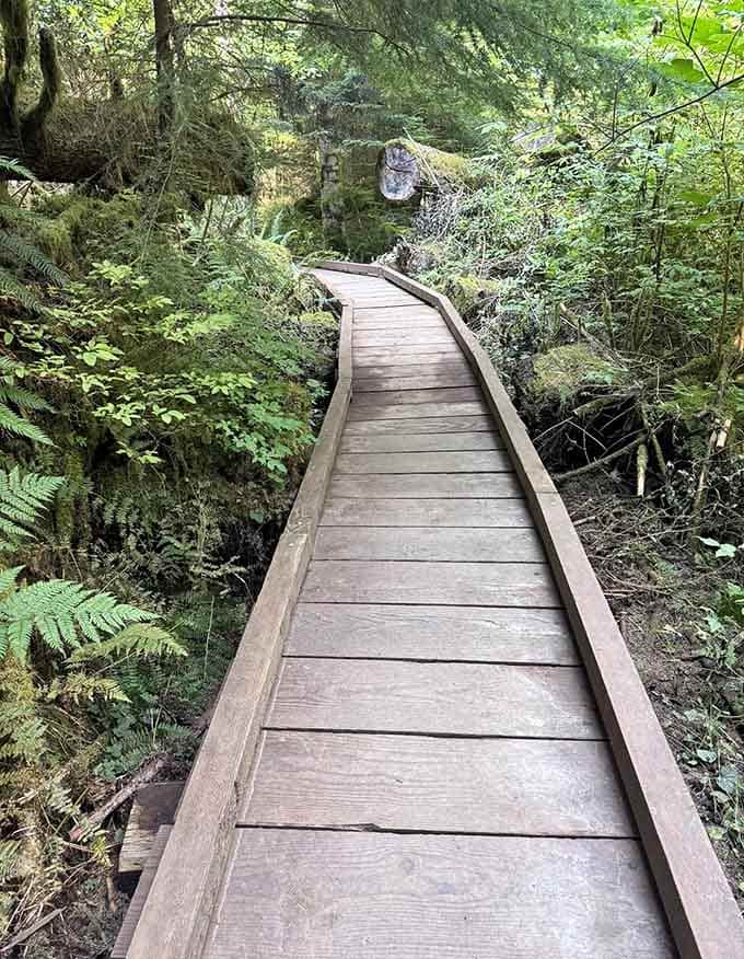 Boardwalks winding through the wetlands, keeping your boots dry while nature does its swampy thing all around you.
