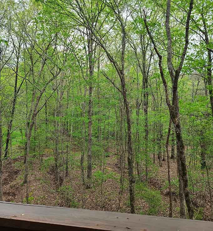 The view from your elevated perch reminds you why South Carolina's forests deserve more appreciation than they get.