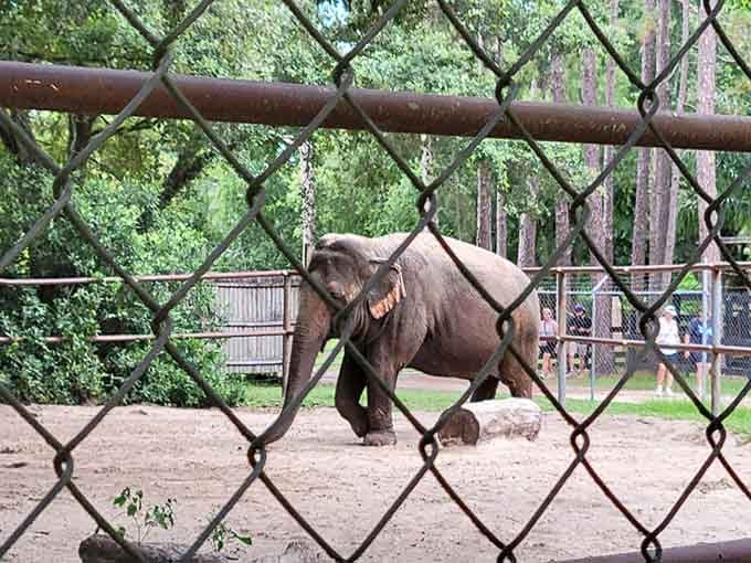 Even from behind a fence, the sheer presence of these incredible animals is enough to take your breath away completely.