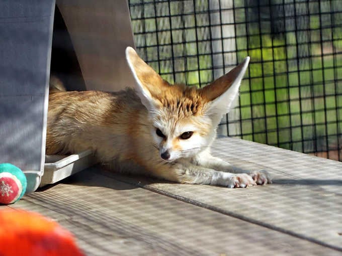 The Fennec fox with ears bigger than its entire body, proving that cuteness comes in unexpectedly tiny, desert-dwelling packages.
