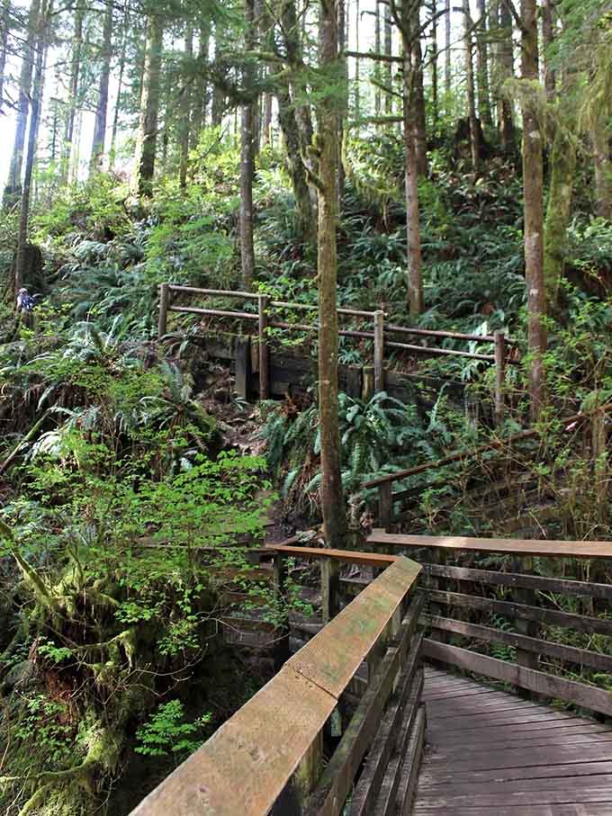 Boardwalks wind through dense foliage where everything is so green you'll swear someone turned up the saturation filter.