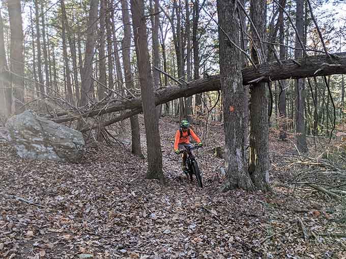 Mountain biking through fallen leaves and dappled sunlight, where the only honking comes from geese overhead, not angry commuters.