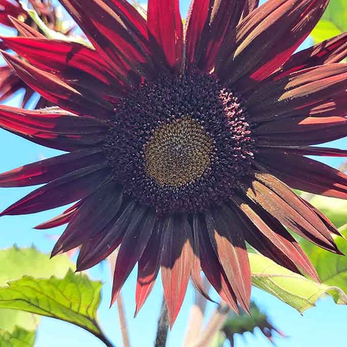Deep burgundy petals defy expectations, proving sunflowers come in more colors than your childhood coloring book suggested.