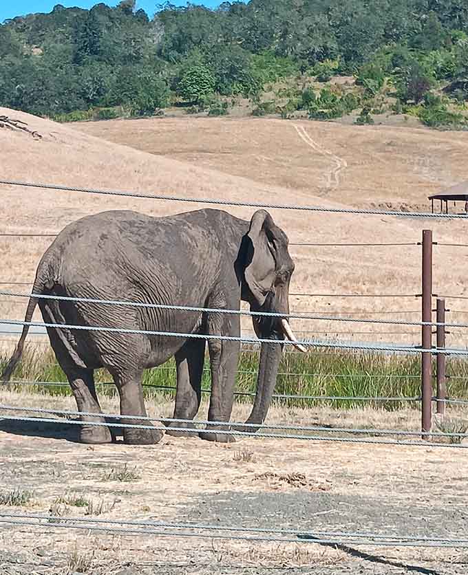 An elephant enjoying the Oregon landscape, proving that sometimes the most extraordinary experiences happen closest to home.