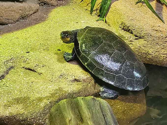 This tortoise exhibit reminds visitors that slow and steady really does win the educational experience race.