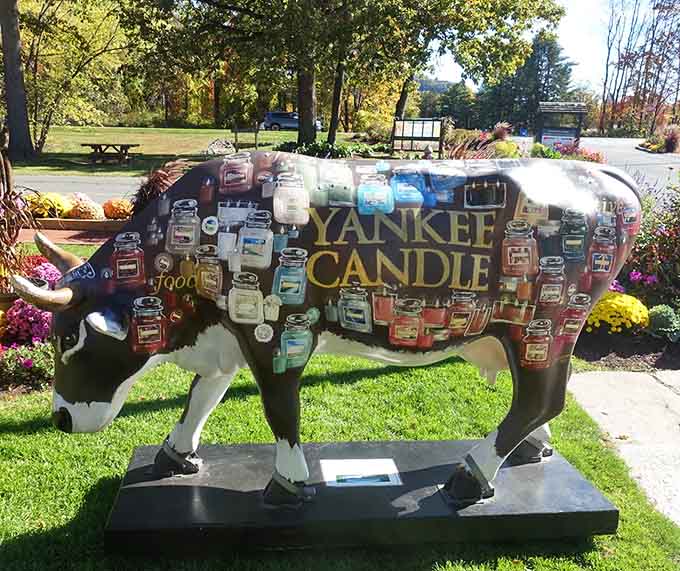 Even the cow gets decorated with candles here, because why should humans have all the fragrant fun in South Deerfield?