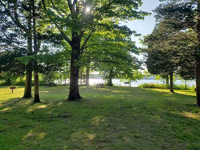 Morning sun breaks through the leafy canopy, illuminating the peaceful grove where time seems to slow down naturally.