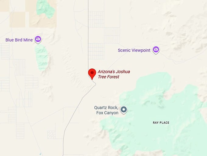 16. arizona's joshua tree forest map