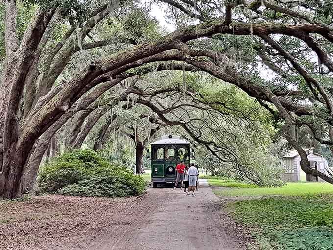 That charming trolley beneath ancient oaks proves the journey matters as much as the destination itself.