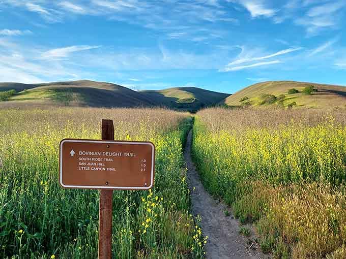 Golden hills and wildflowers frame this trail like nature's own welcome mat to adventure and fresh air.