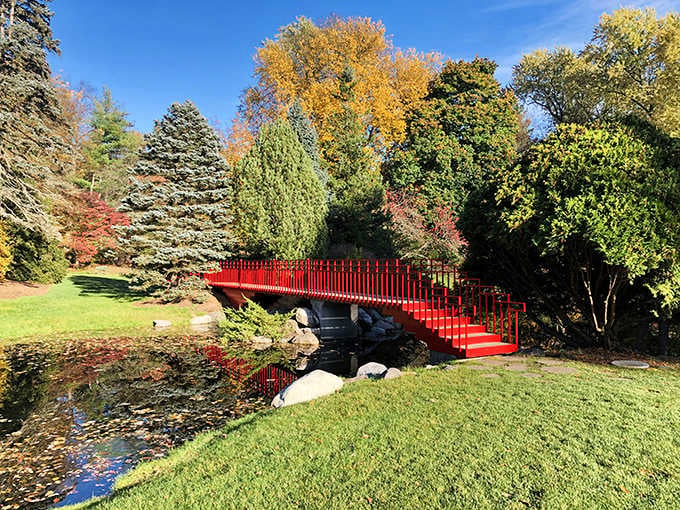 That crimson bridge against autumn's golden palette creates a scene straight from a Japanese postcard, right here at home.