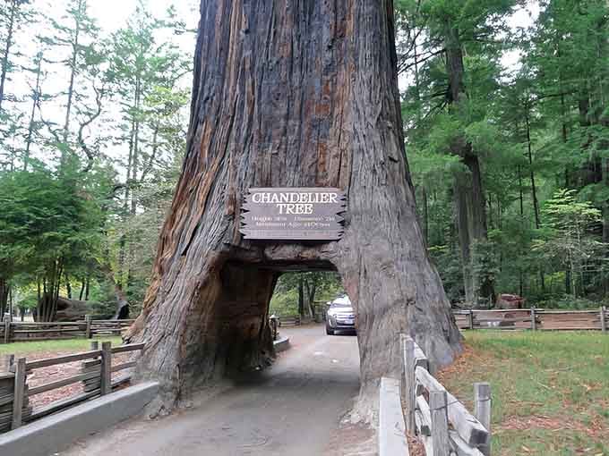 Nature's original drive-thru window stands tall, inviting your car to pass through living redwood history.