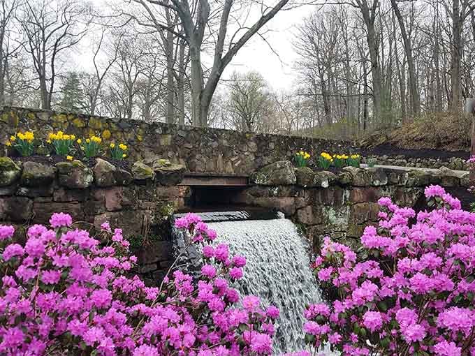 Pink rhododendrons frame a stone waterfall like nature's own picture frame, proving spring has impeccable decorating taste.
