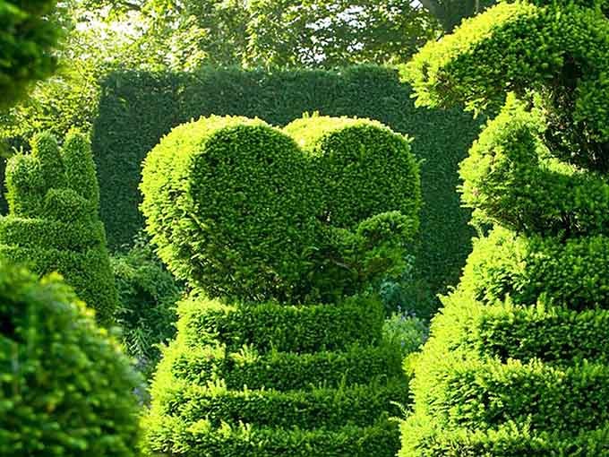 When bushes become art, you get living sculptures that prove patience and pruning create pure magic.