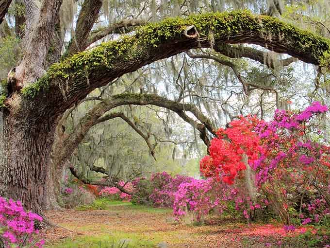 When Spanish moss meets azaleas in full bloom, you get nature's version of a Southern belle's ball gown.