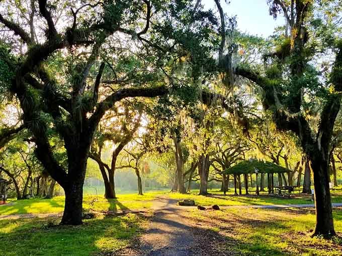 Golden sunlight filters through ancient oaks draped in Spanish moss, creating nature's own cathedral of shade and serenity.