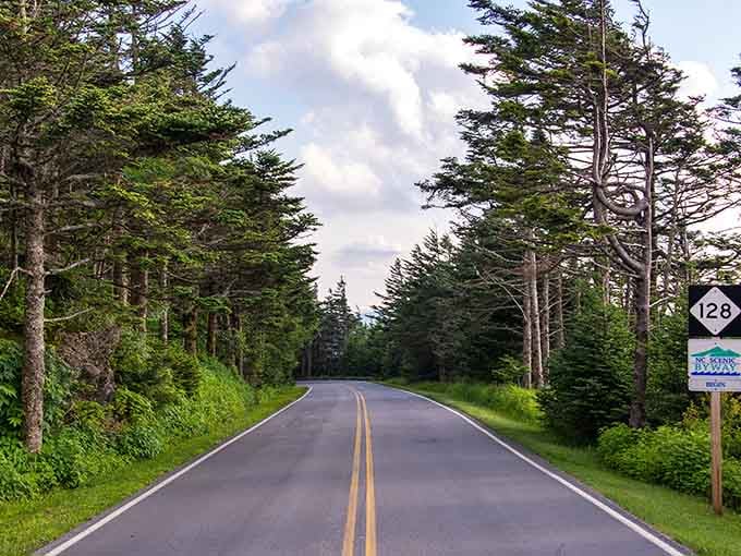 This mountain road disappears into evergreen forests where the air smells like Christmas year-round and adventure awaits.