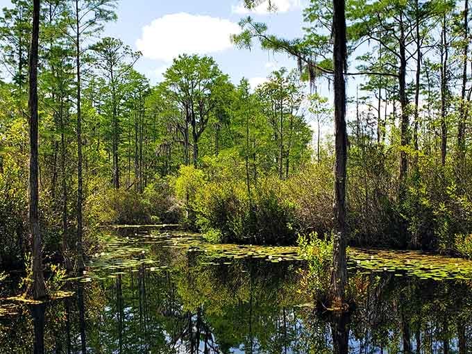 This primordial swamp looks like nature's own mirror, reflecting cypress trees and lily pads in perfect stillness.