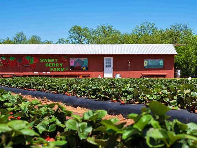 That cheerful red building surrounded by endless strawberry rows is basically an invitation to happiness on a spring day.