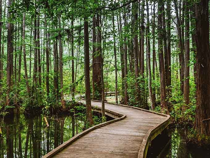 That winding boardwalk through the cypress forest is your golden ticket to a world time forgot.