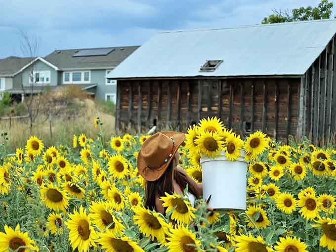 Golden blooms stretch toward the sky while a visitor soaks in the magic of this hidden Longmont treasure.