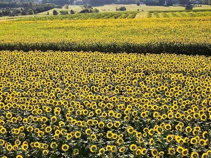 Golden waves stretch to the horizon, proving that Virginia can absolutely compete with any European countryside destination.