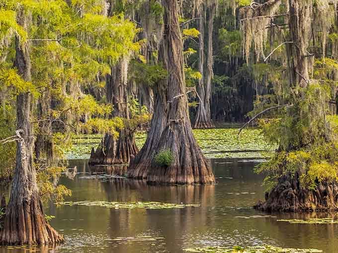 Spanish moss drapes these ancient cypress trees like nature's own curtain call in this Texas swamp wonderland.