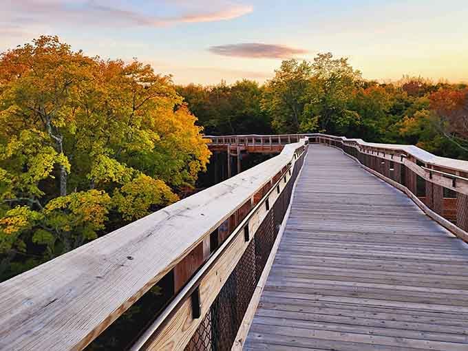 This elevated boardwalk through autumn's glory proves the best bird's-eye views don't always require binoculars.