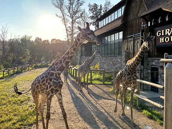 Those giraffes at Turtle Back Zoo know they're the stars of the show, and honestly, who could blame them?