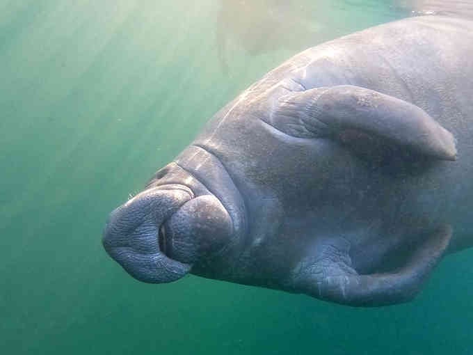 Meet your new neighbor—a gentle giant gliding through crystal-clear water like a graceful underwater blimp with whiskers.