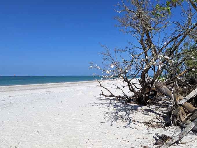 Driftwood sculptures frame this pristine shoreline like nature's own art gallery under endless blue skies.